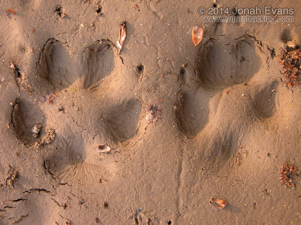 Mammal Tracks and Sign – NatureTracking
