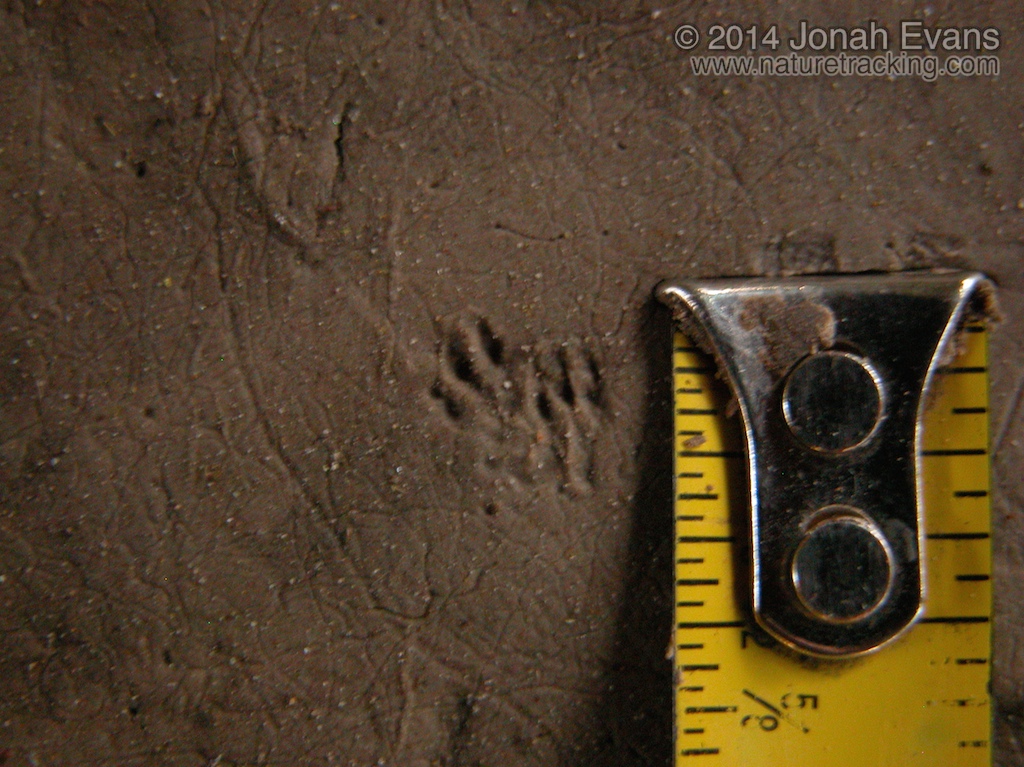 Mammal Tracks and Sign – NatureTracking