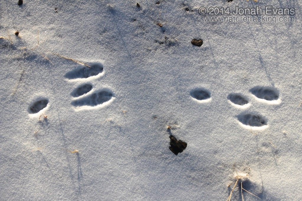 Identifying Animal Tracks in Snow – 5 Common Backyard Species ...